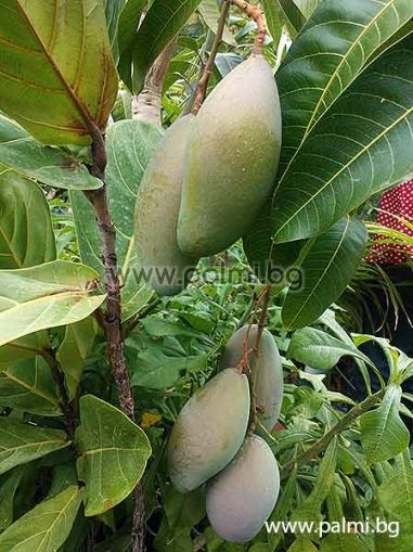 Mangifera indica cv. Osteen, Mango variety Osteen from Botanical garden ...
