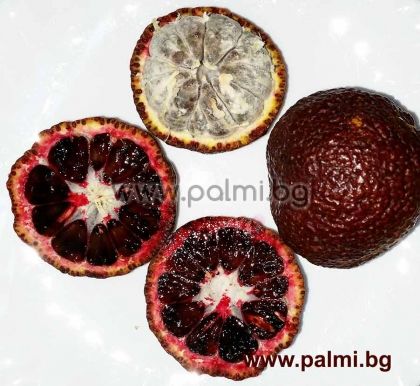 Хибрид Червена Клементина