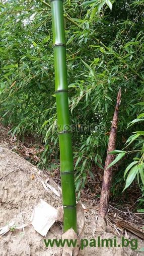Phyllostachys bambusoides, Giant Japanese timber bamboo (Madake)