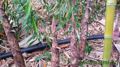 Phyllostachys bambusoides, Giant Japanese timber bamboo (Madake)