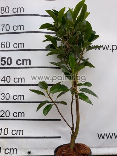 Ficus australis