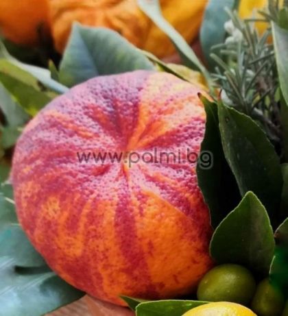 Citrus Arcobal Citrus Meyeri x Citrus sinesis doppio sanguineo Rainbow ...