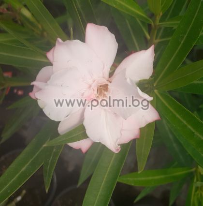 Oleander Pastel Pink Nerium Oleander Pastel Pink