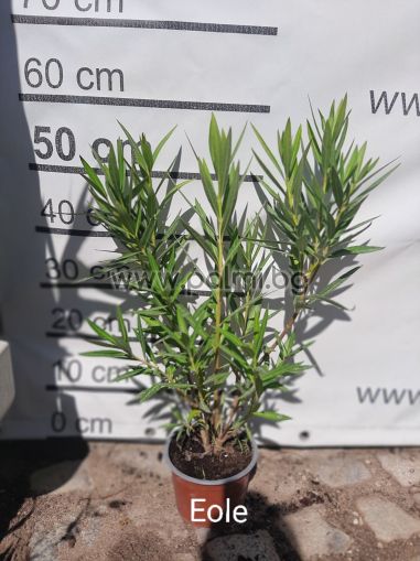 Dwarf Oleander Petite Salmon Nerium oleander Petite Salmon